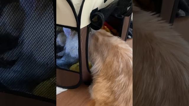 Литтер С. Бейлис помогает подмывать котят.