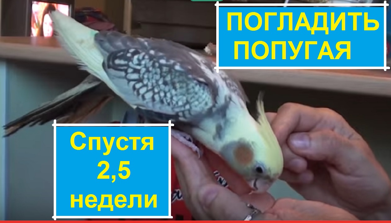 Ура! Погладить попугая спустя 2,5 недели общения. Приручение кореллы попугая