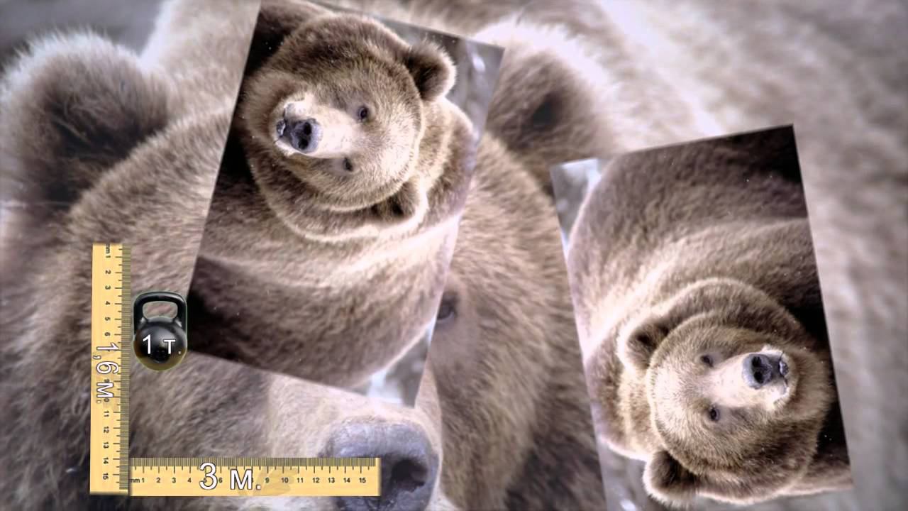 Самые большие животные в мире