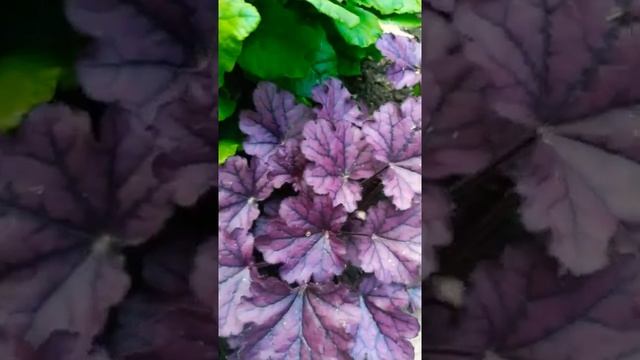 #shorts #гейхера.mp4