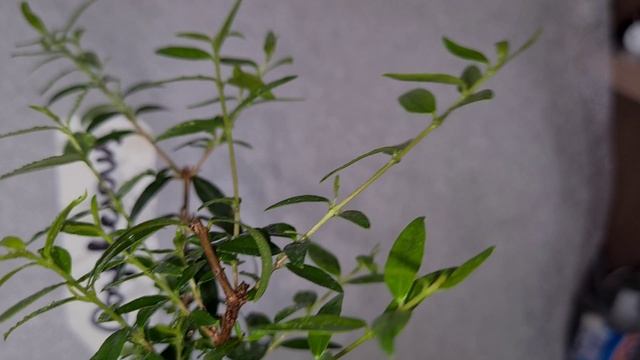 Мирт  Розовеющий 2