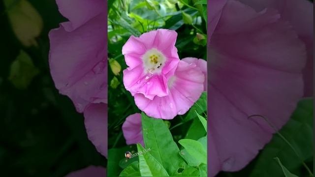 Про козявочек