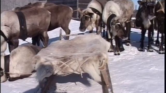 Самбург. Зарисовка. ТРК "Луч"