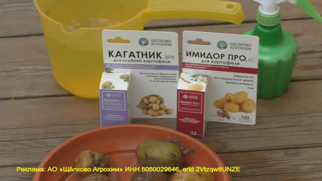 Как избежать гниения картофеля?