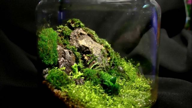 Мастер-класс "Флорариум - инструмент развития эмоционального интеллекта ребенка"