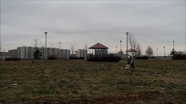 Фризби Вебстайл 2014 Мария и пемброк Несси.mp4