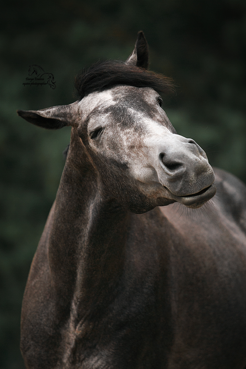 жеребцы играют