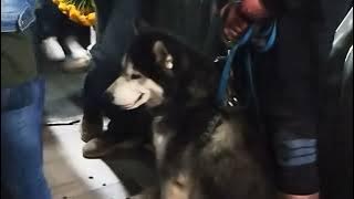 Пёс в автобусе
