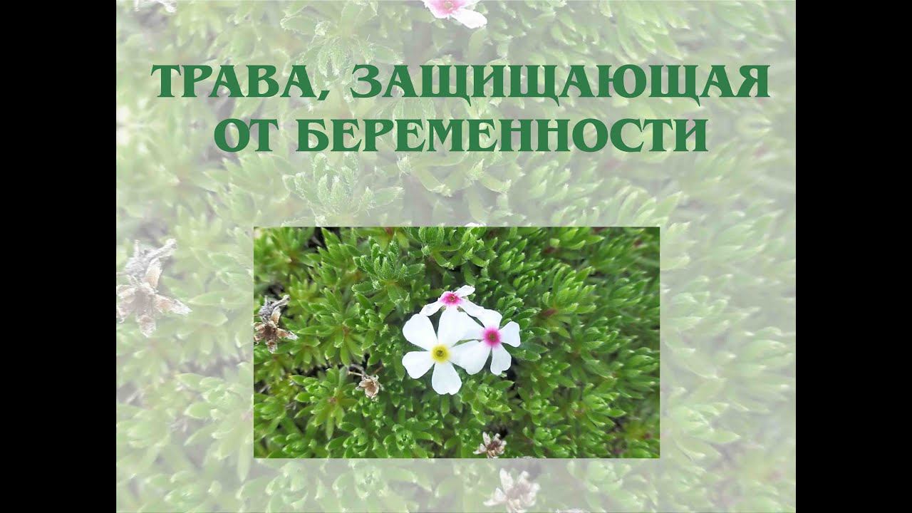 Трава от нежелательной беременности