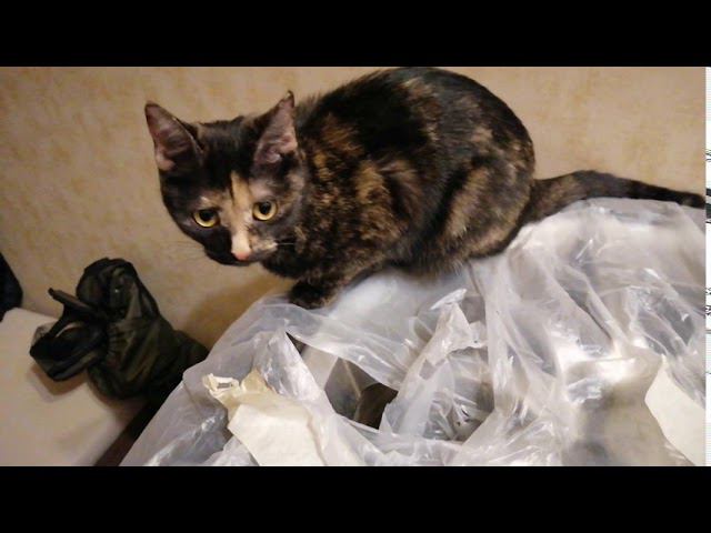 Сравнение осенней рябины из моего окна. Муркины пакости