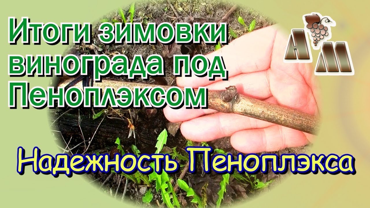 ? Итоги зимовки винограда под Пеноплэксом. Надежность Пеноплэкса