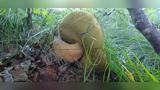 Сплав 2024. Воньга. Фото