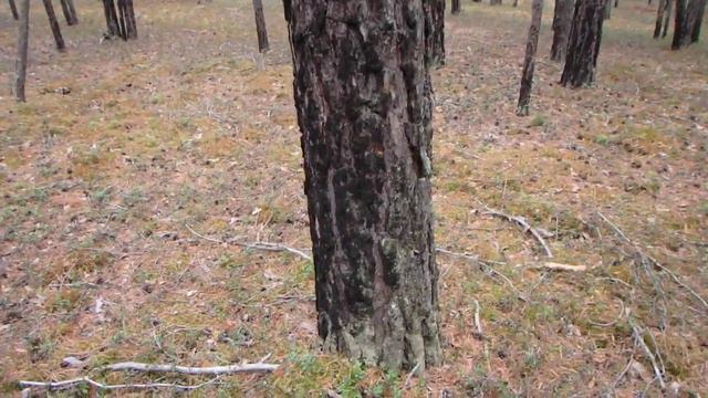 Ориентирование в кризисной ситуации. Гарь и водоросли