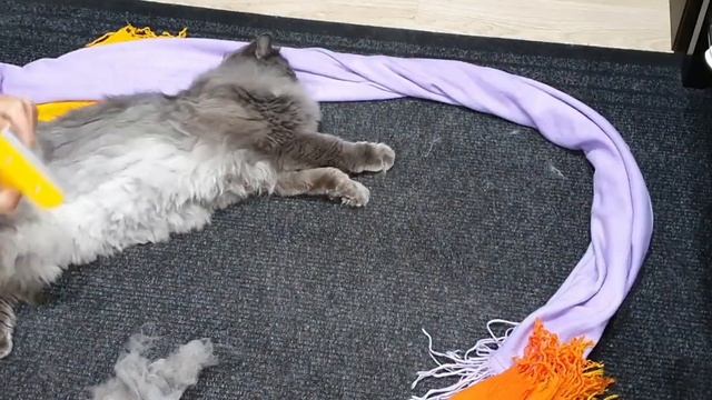 Вычесывание упитанного кота по секретной методике!