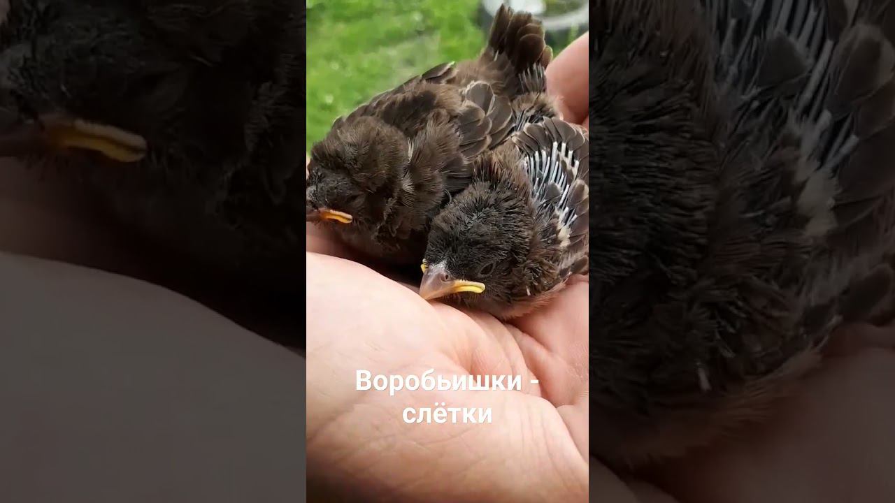 Воробьи 26 апреля 2024 г.