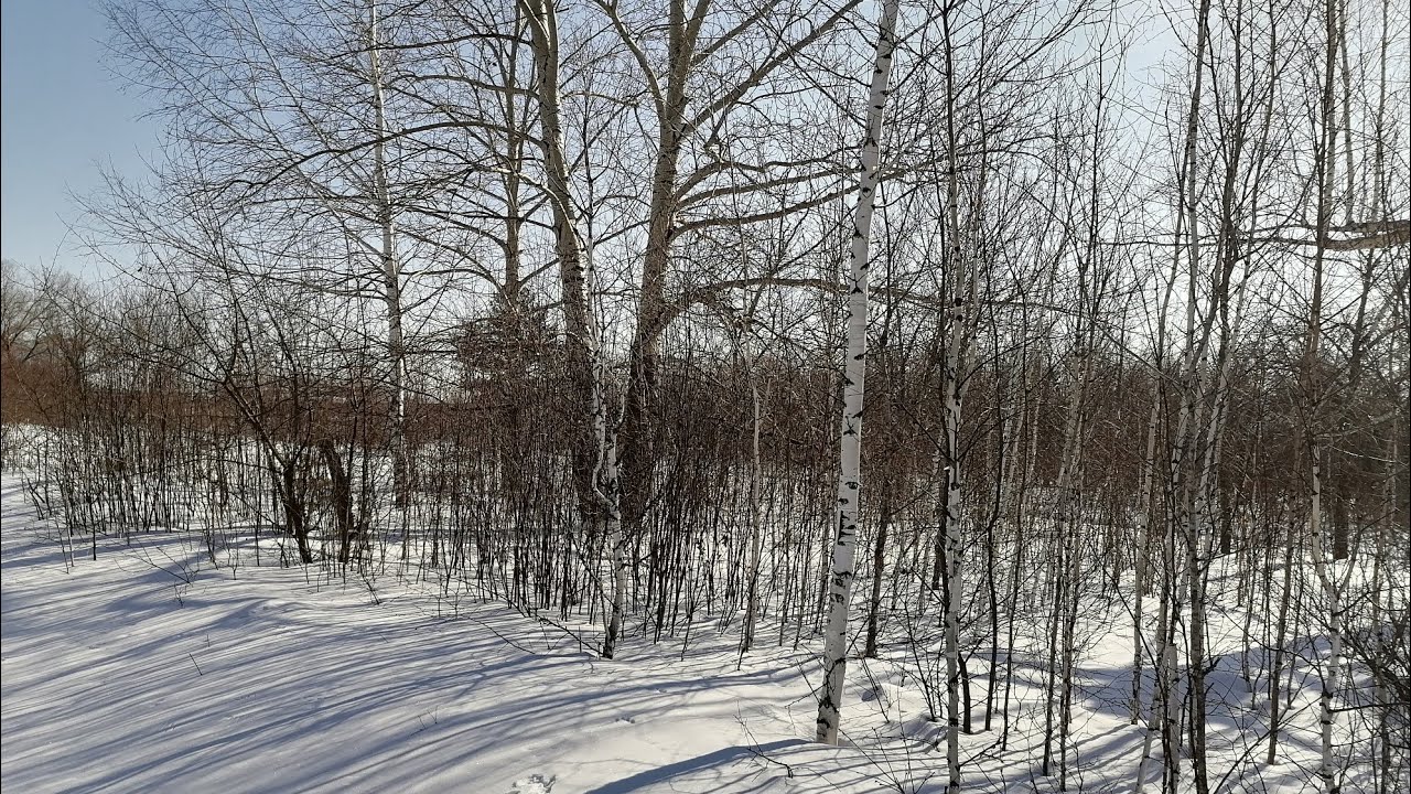 In the winter forest