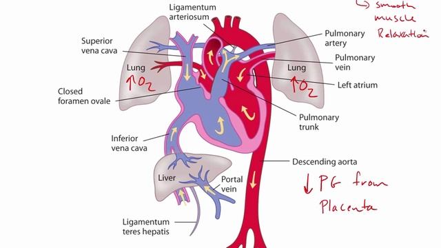 USMLE RX - 2.Кардиология - 2.Эмбриология - 1.Кровообращение плода