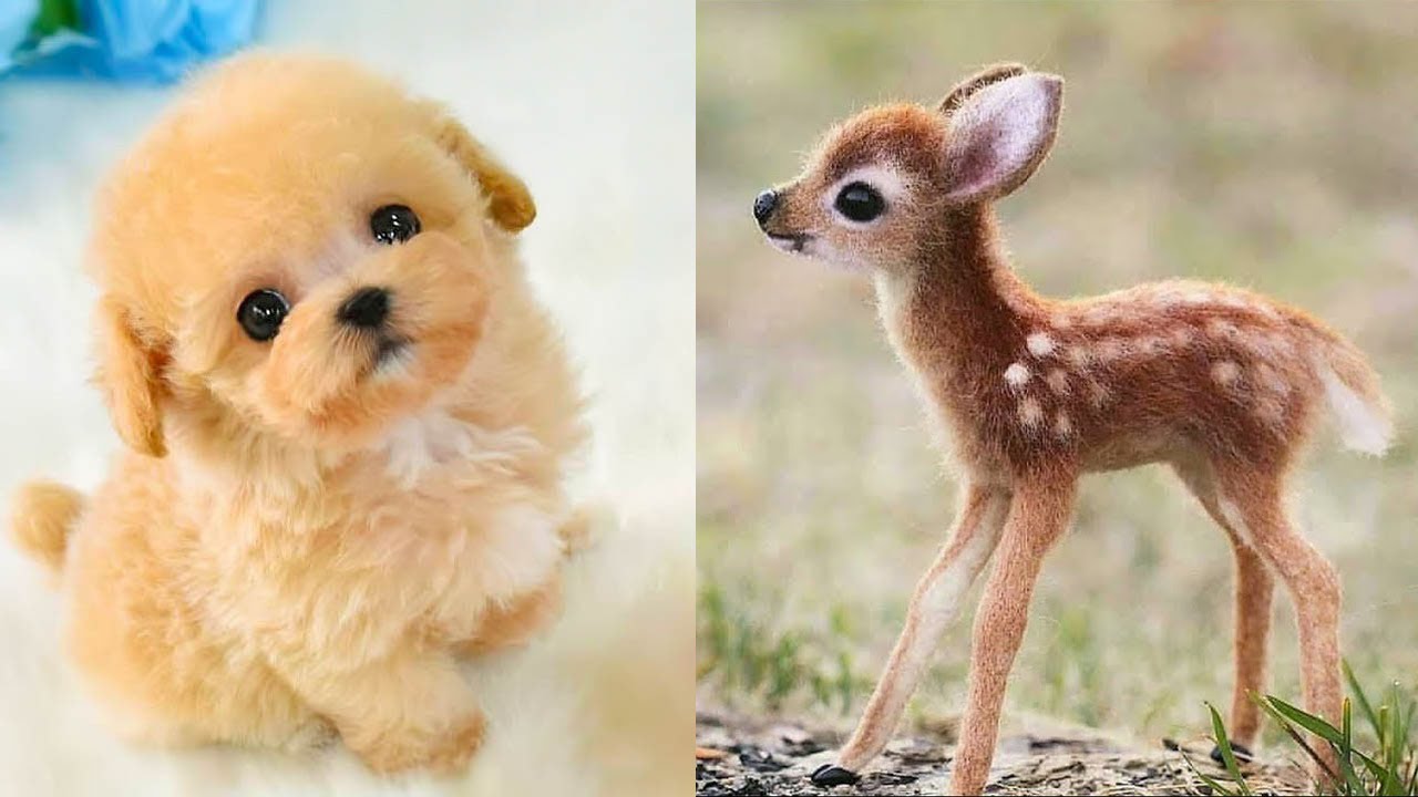 Самые смешные животные! Приколы с котами и собаками! #16