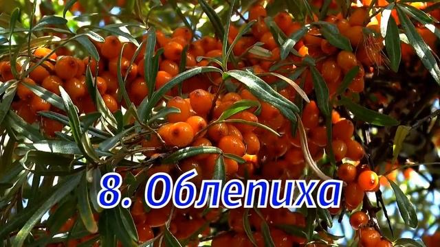 Деревья-ДОНОРЫ виды (Как правильно получить ЭНЕРГИЮ от них )