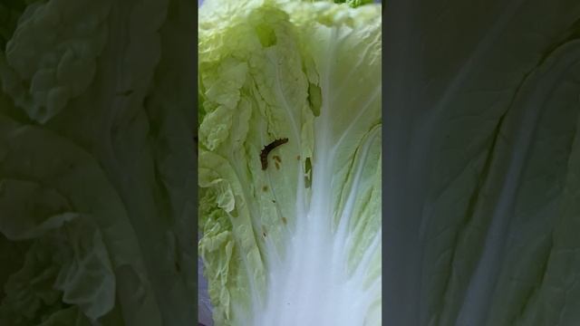 Пекинская капуста 🥬 из Магнита с сюрпризом 🎁