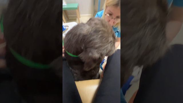 Поход к ветеринару / Going to the vet #дратхаар