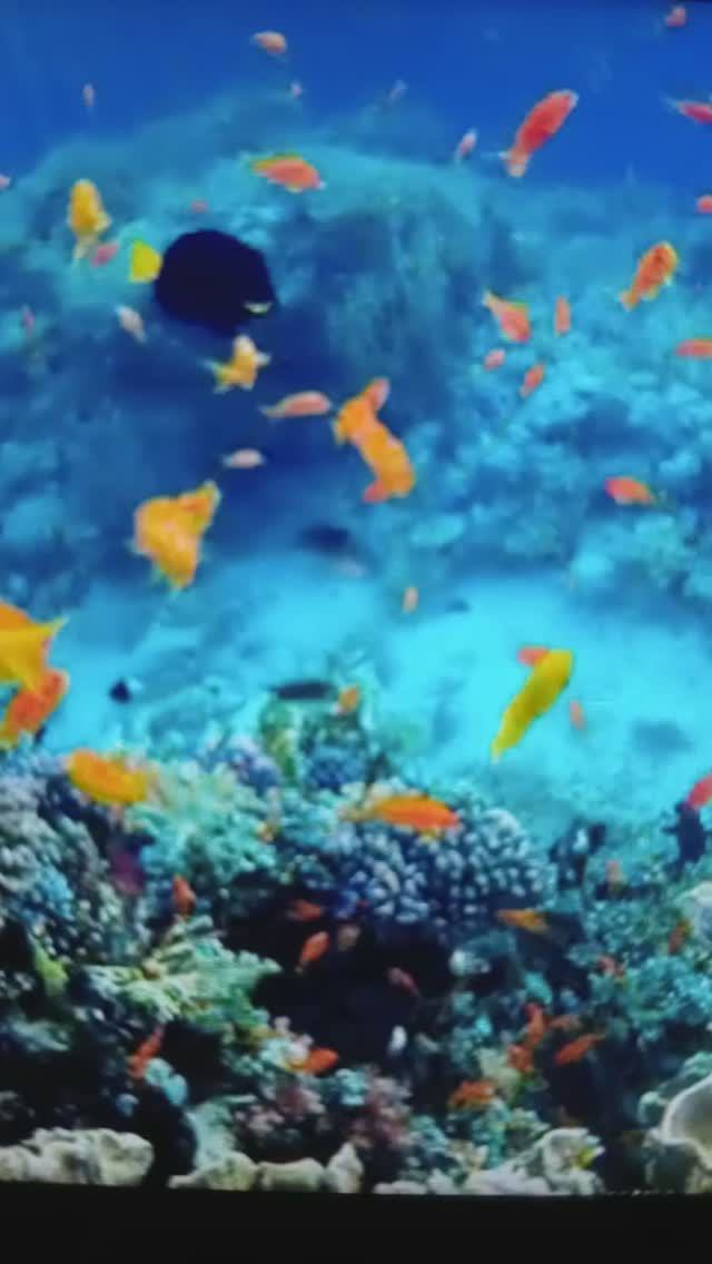 Красота морского дна😯🤔🐠#Shorts