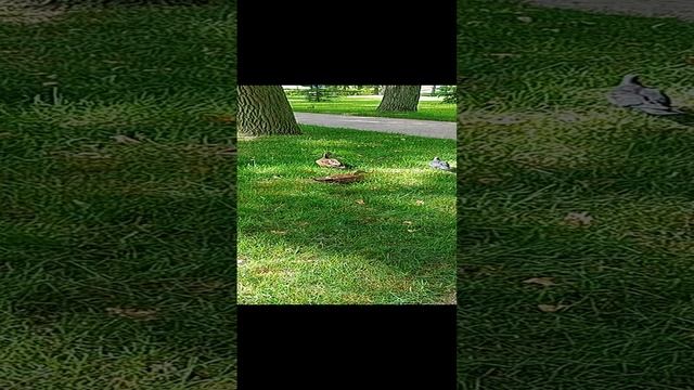 Гатчина , Гатчинский парк