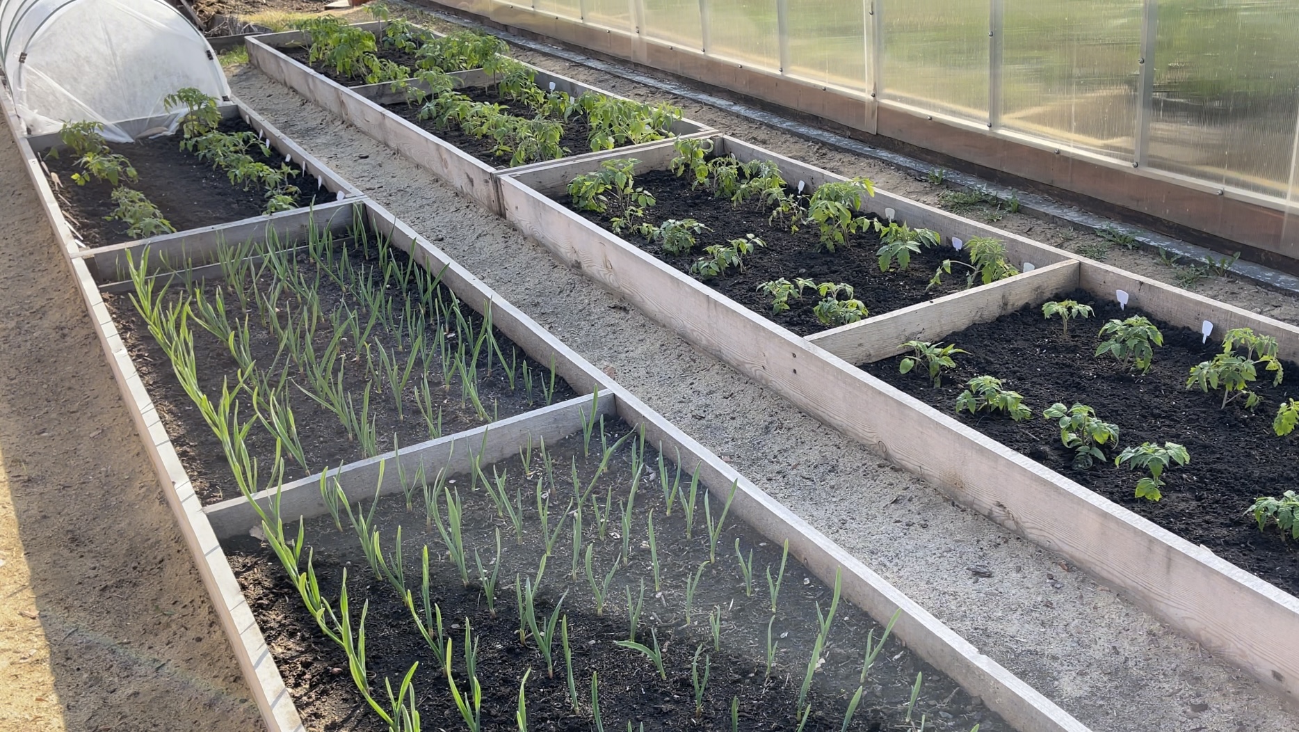 Закончила высадку томатов. Свердловская область.