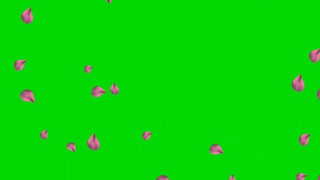 ?ЛЕПЕСТКИ И РОСИНКИ. Футаж. Хромакей. Зелёный экран. Chroma Key. Green Screen..mp4