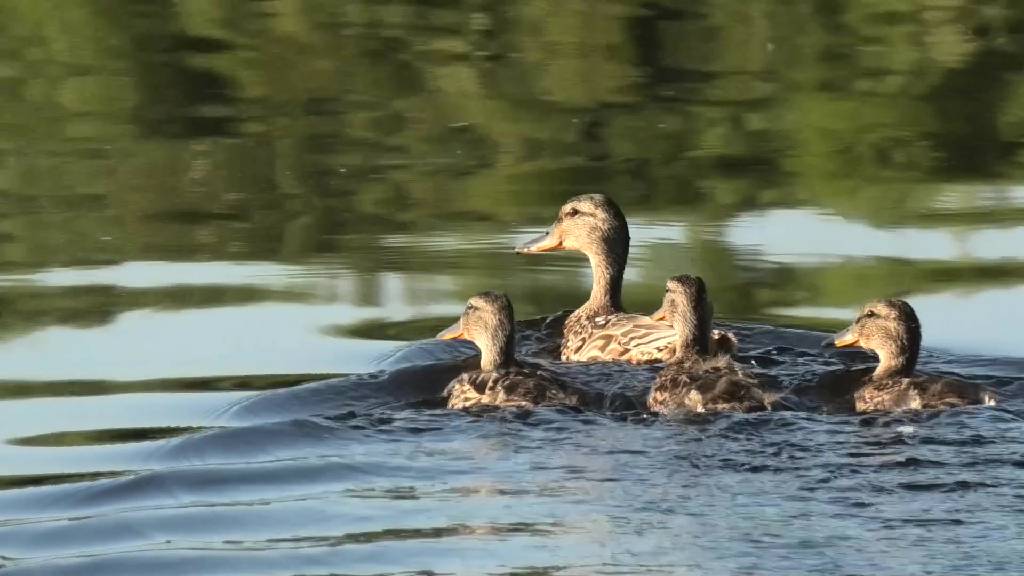 16 08 2022г река, утки, пиявка конский волос