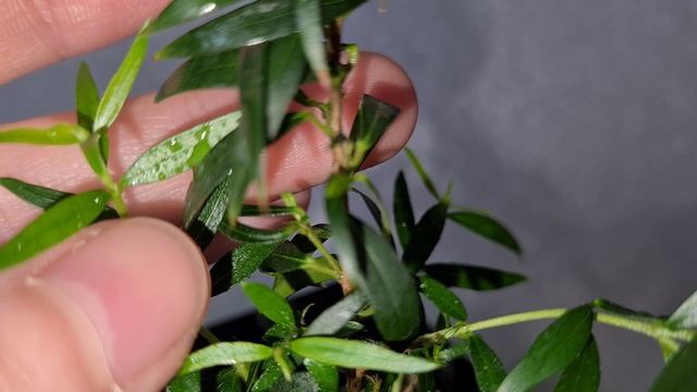 Мирт Серполистный 2