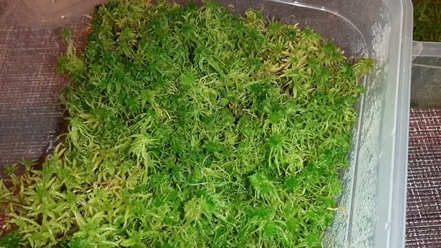 Как вырастить мох сфагнум в домашних условиях.