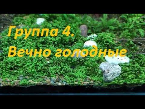Растения из меристемы. Группа 4: Не забудьте покормить. (Архив от 20.03.2022)