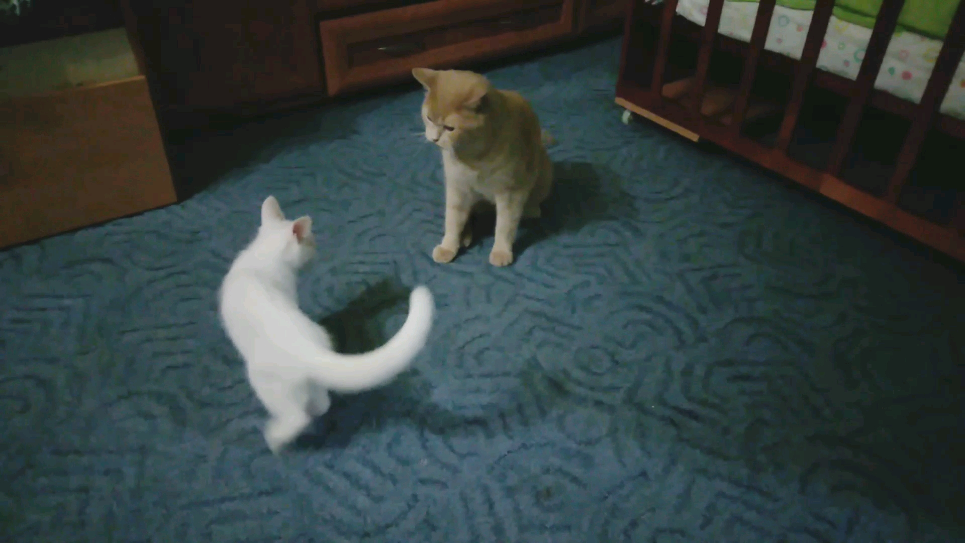 Маленькая 2-х месячная кошка разозлила взрослого кота