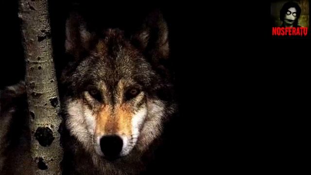 Удачная на днях была охота... Стих. ДО СЛЕЗ!.mp4