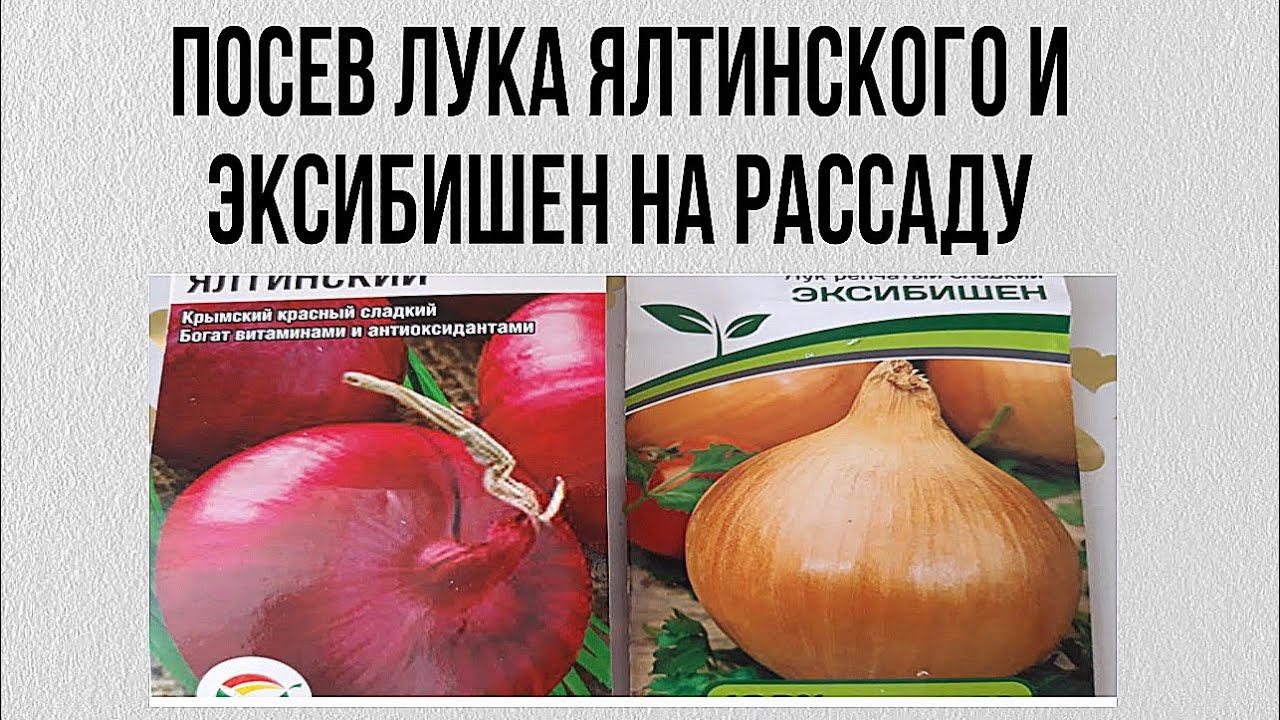 Посев лука ялтинского и эксибишен на рассаду