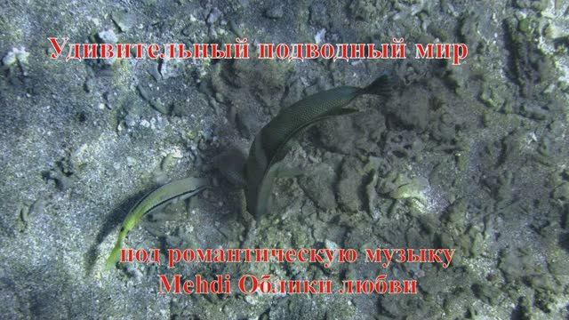 Удивительный подводный мир Корис клоун под романтическую музыку Mehdi Облики любви