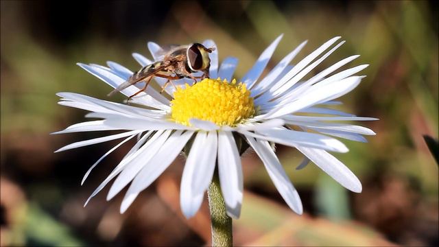 insect on a flower