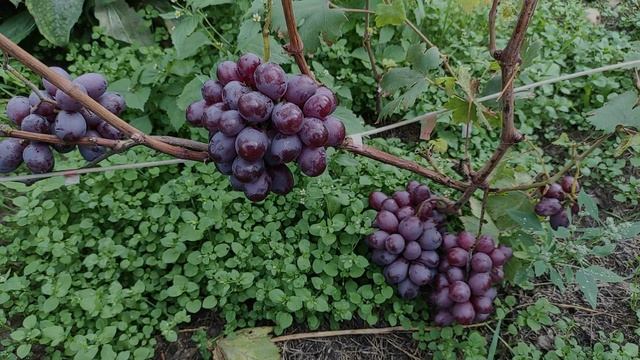 Выращивание винограда на севере Беларуси - Витебская область НОВОПОЛОЦК