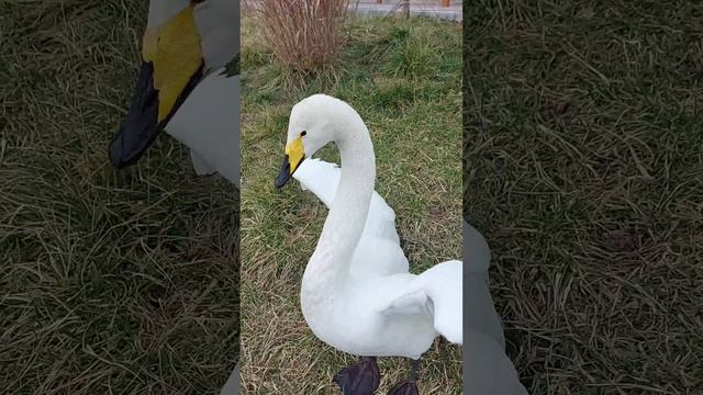 Красавец лебедь.  Санаторий Лаба.