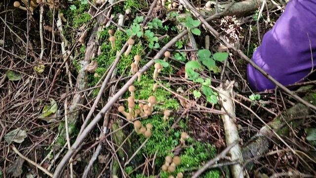 Урожай опять в Подмосковье в 2023 г