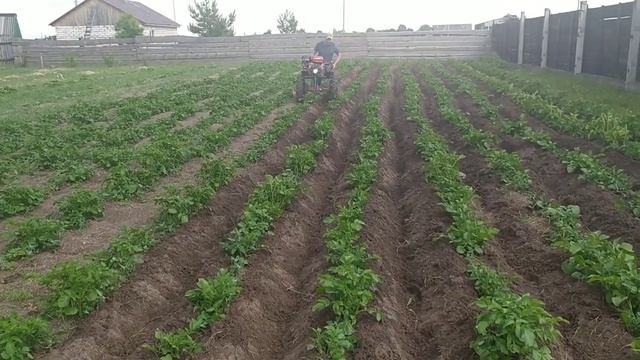 Окучиваем картошку двойным окучником для мотоблока. 2021г. Июнь.
