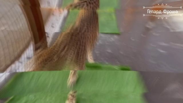 Красавица Гепард Герда-1