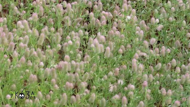 Котики или зайчики - клевер пашенный