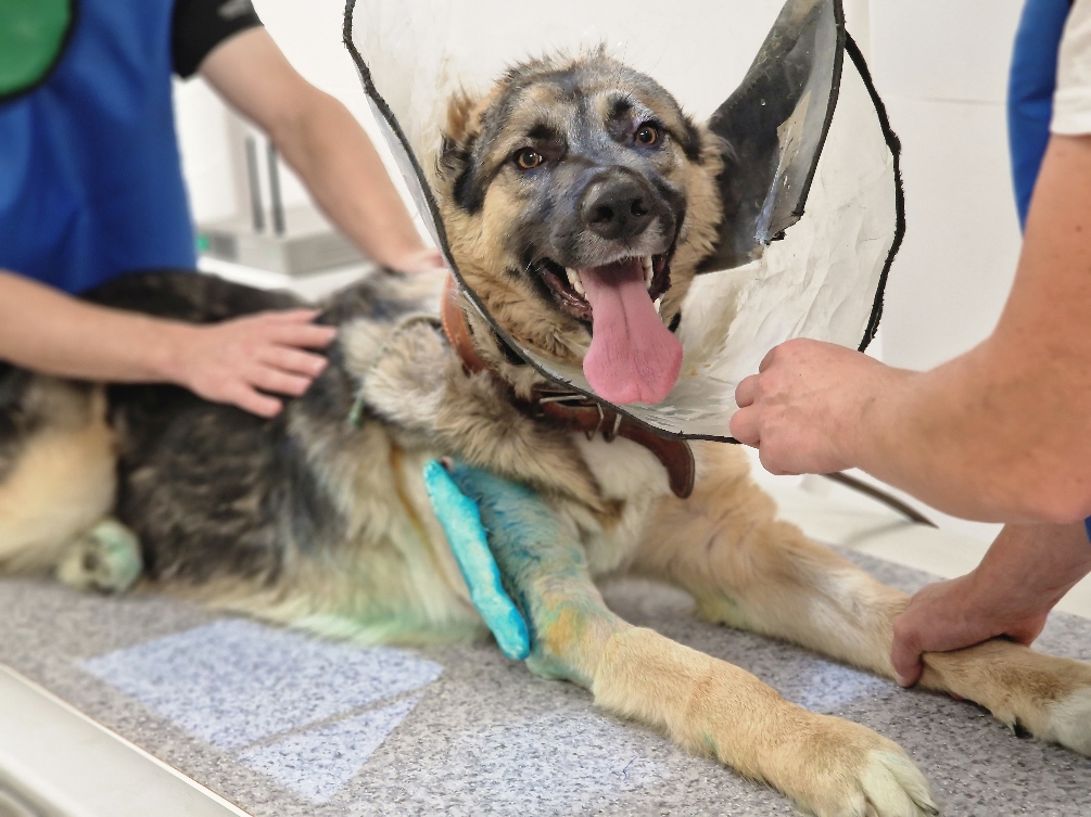 ??Ветеринары чуть не угробили собаку | меняем клинику | спасаем Барону лапу | Rescue of a stray do