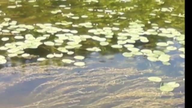 Прелести Суксунского лета