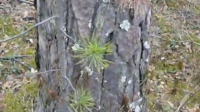 Ориентирование в кризисной ситуации. Цвет коры