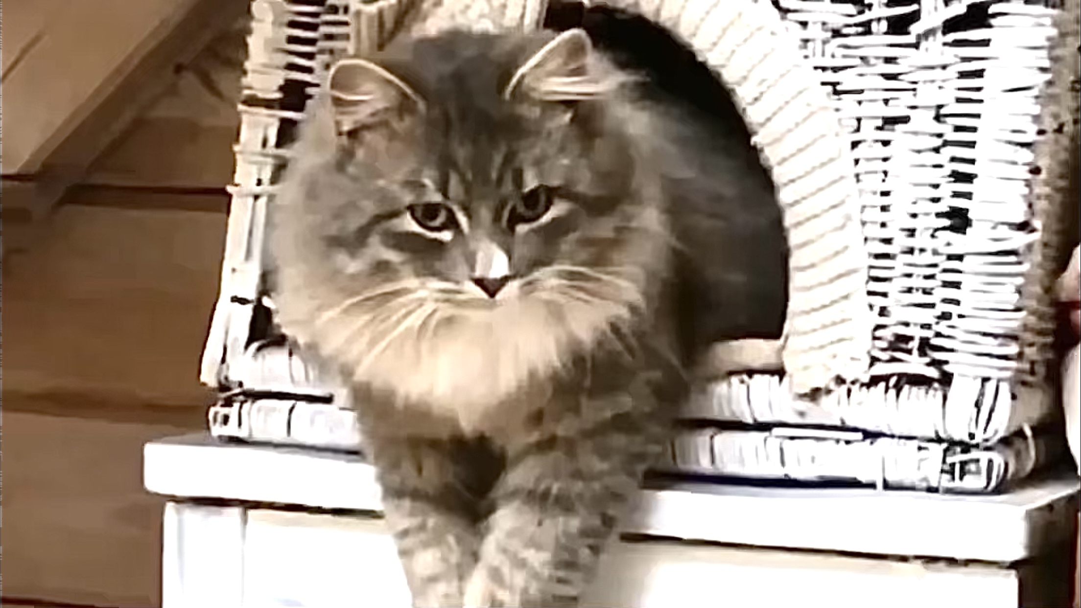 Как сделать ДОМИК для КОТА или КОШКИ из стула и корзины. Кошачий домик своими руками