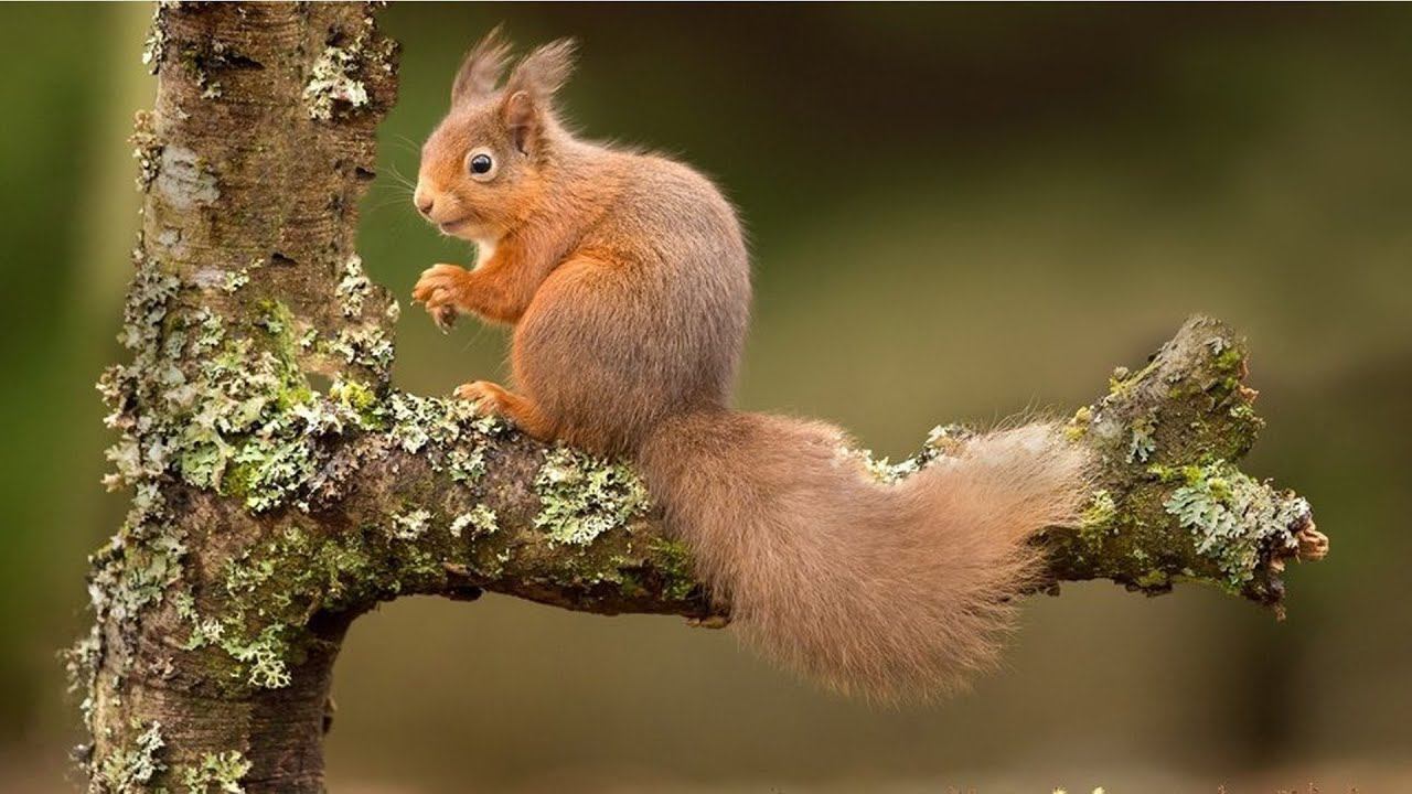 Выпускной в детском саду "Светлячок". Группа "Белочка"