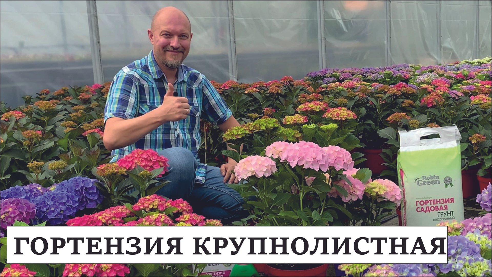 Очень красивые сорта гортензии крупнолистной от Тимирязевского питомника